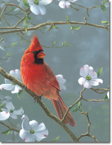 Northern Cardinal Box Set