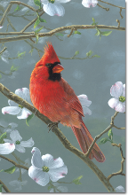 Northern Cardinal Series