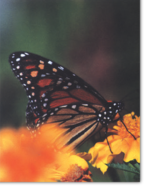 Majestic Monarch Butterfly Service Folders